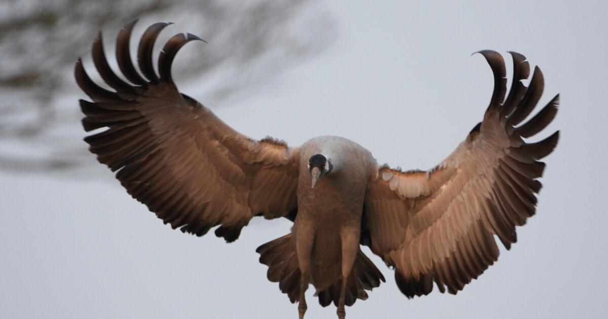 COMMUNITY: Cairngorms Cranes Project – Lead… | McGowan Infrastructure